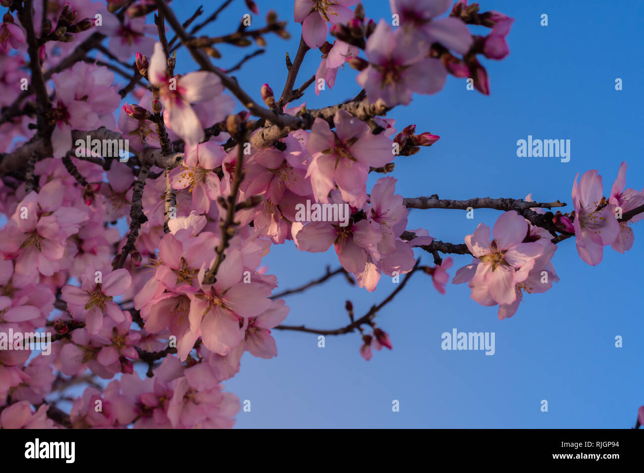 Spring blossom background. Beautiful nature scene with blooming tree ...