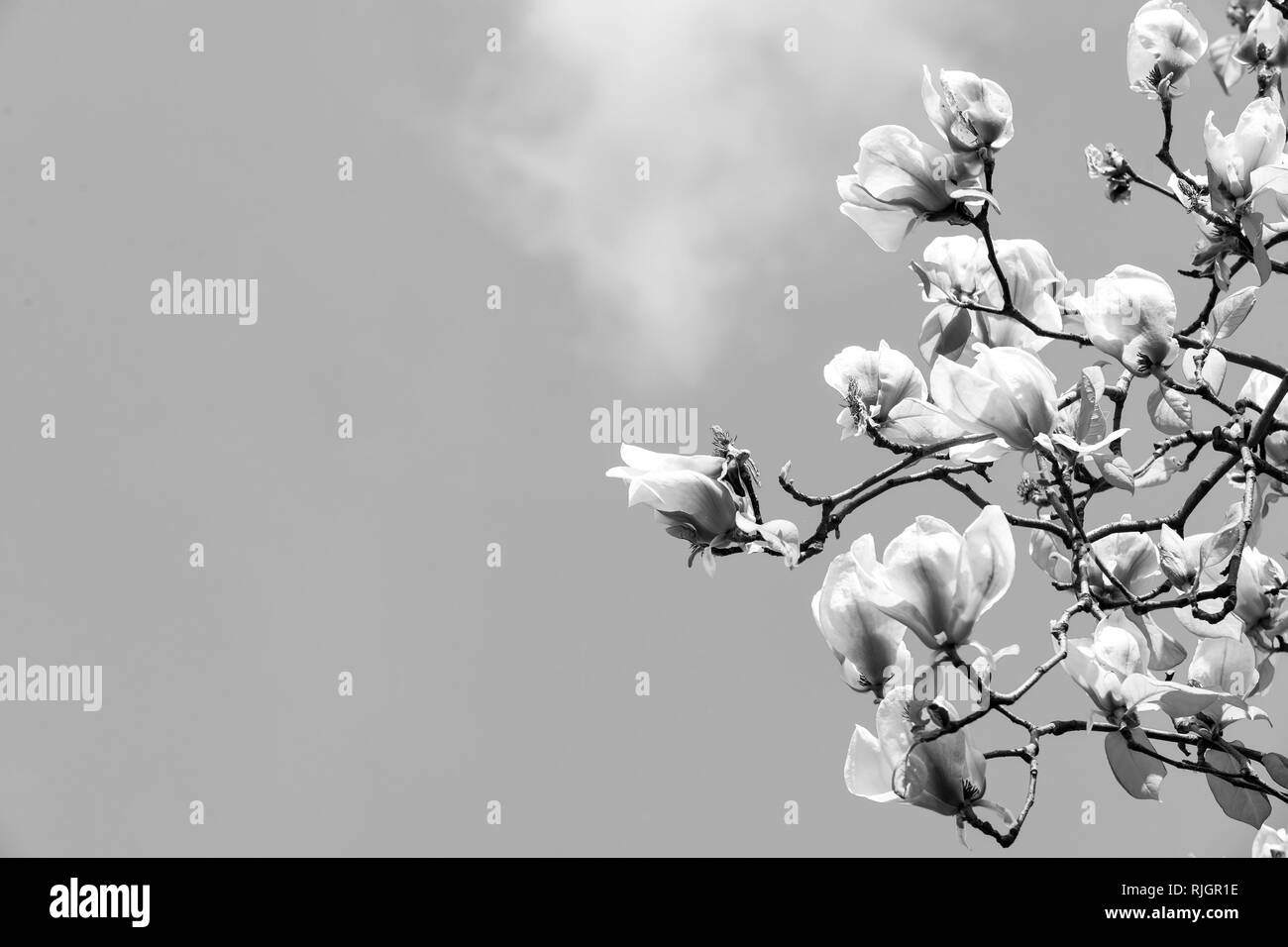 Blue flowers violet green Black and White Stock Photos & Images - Alamy