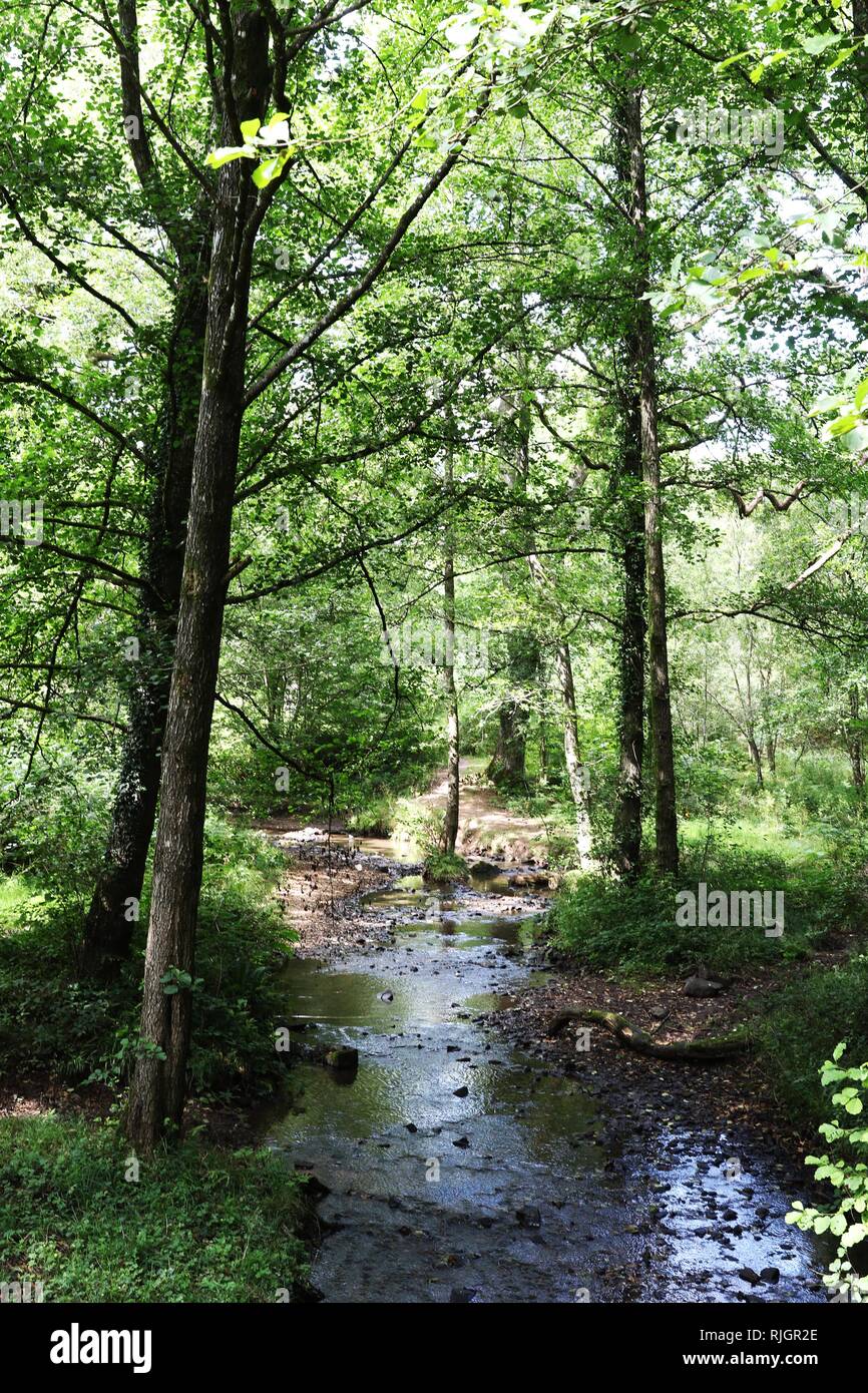 Wenchford forest of dean hi-res stock photography and images - Alamy