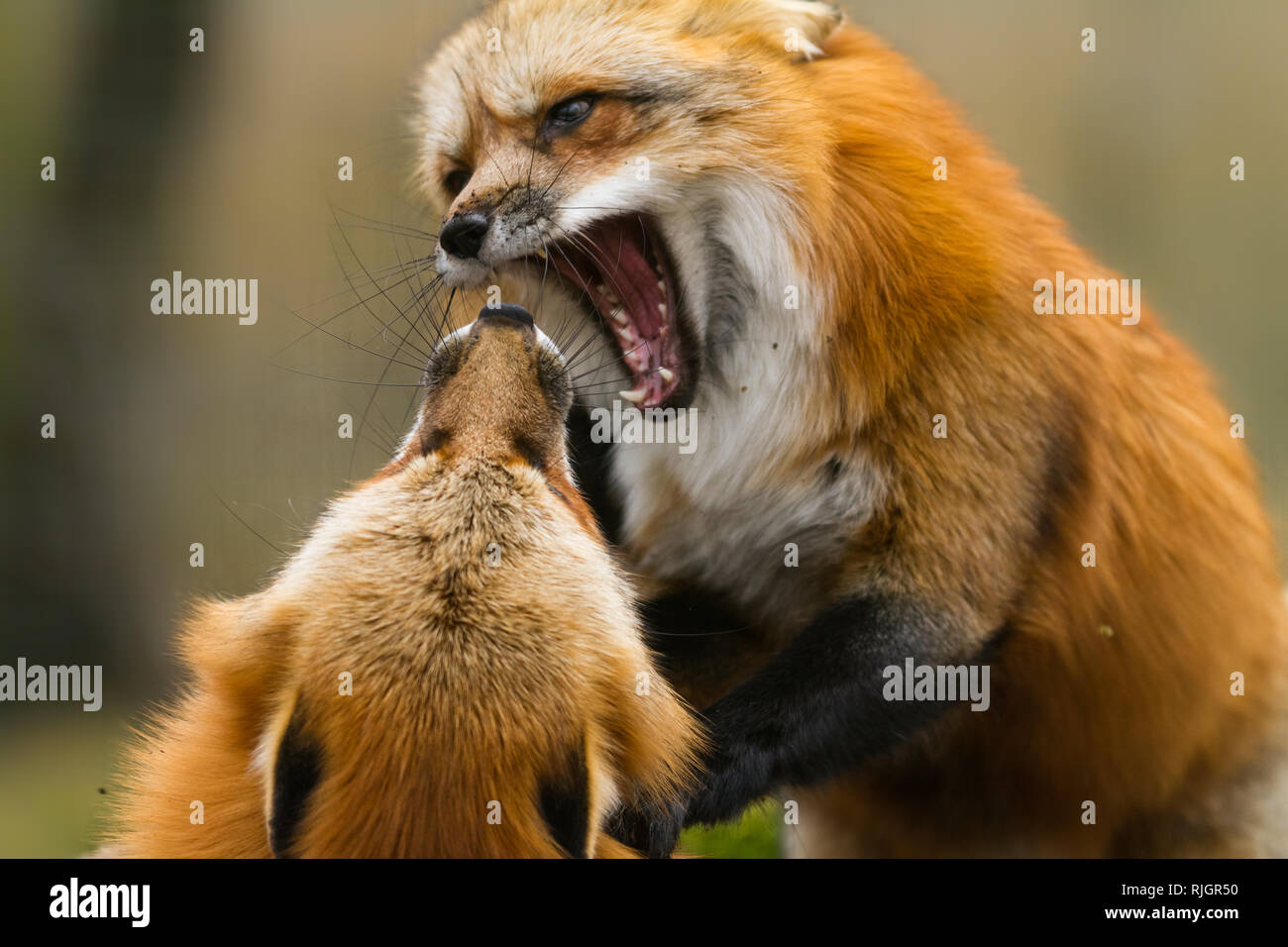 Red fox in the forest Stock Photo - Alamy
