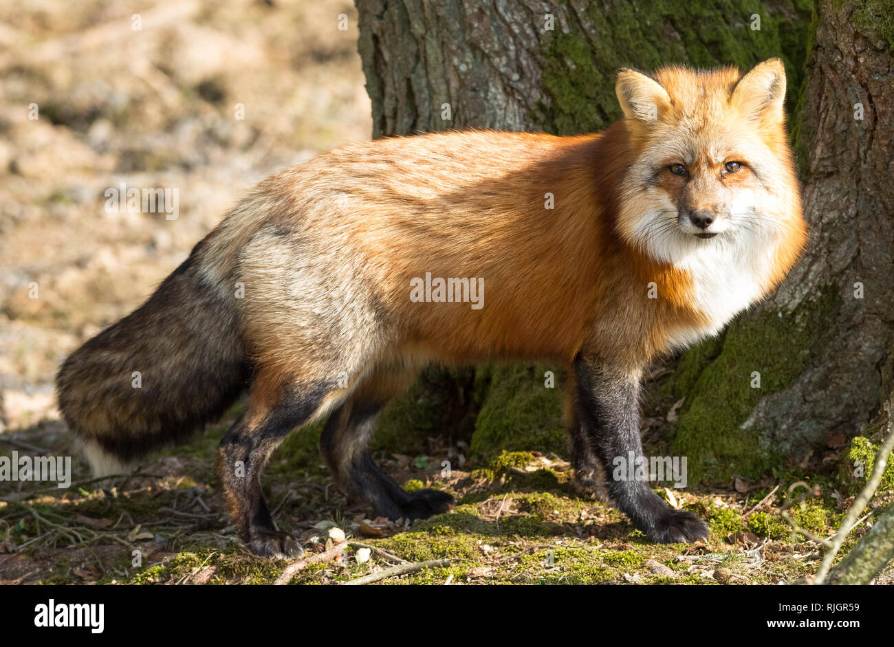 Red fox in the forest Stock Photo - Alamy