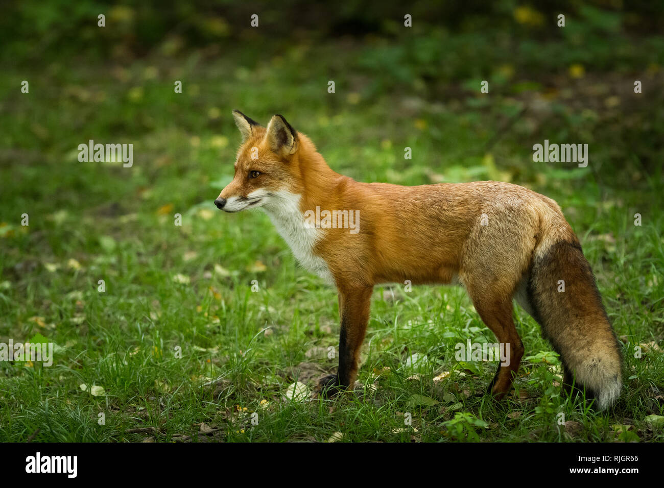 Red fox in the forest Stock Photo - Alamy