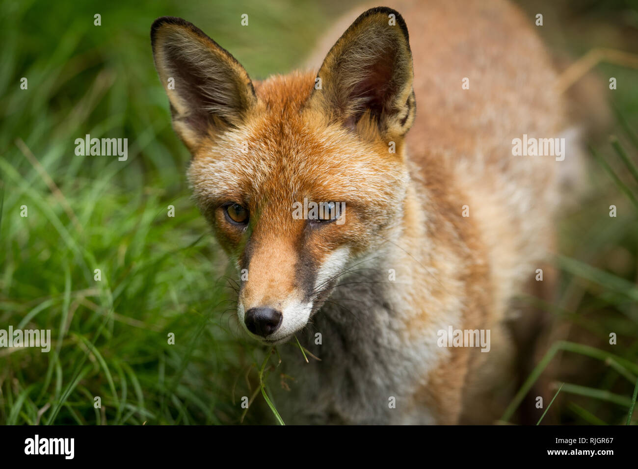 Red fox in the forest Stock Photo - Alamy