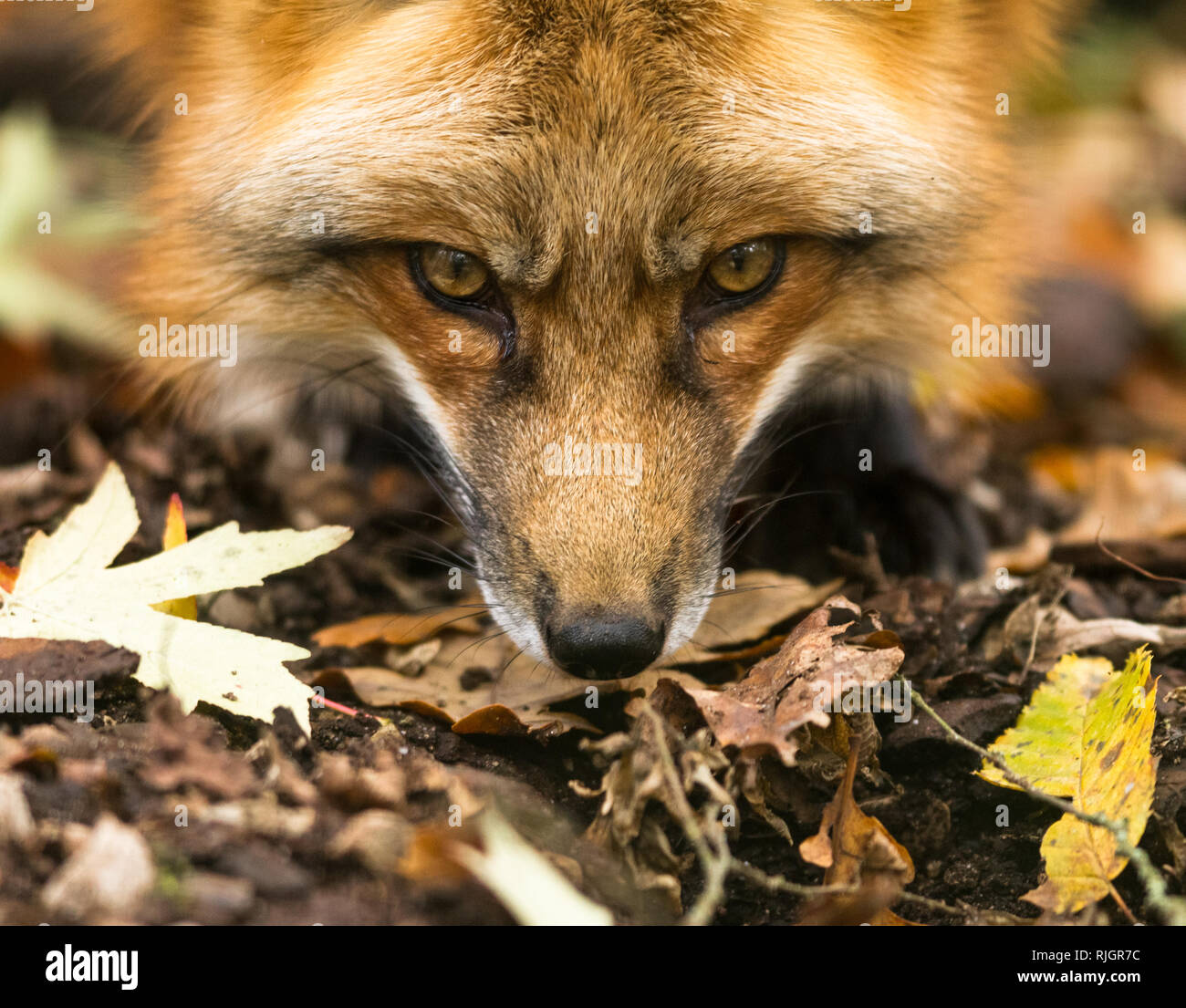 Red fox in the forest Stock Photo - Alamy