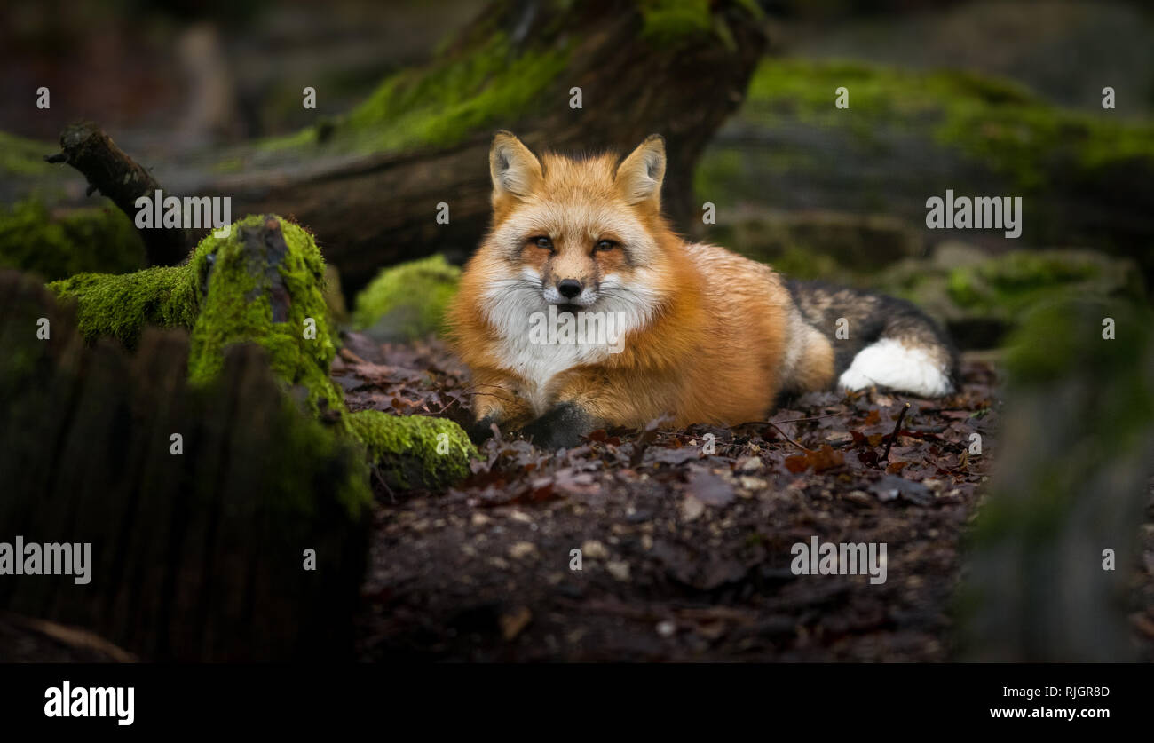 Red fox in the forest Stock Photo - Alamy