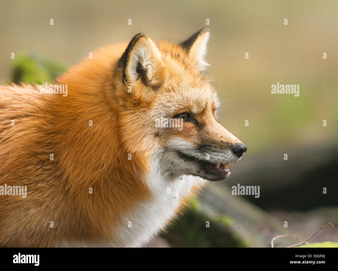 Red fox in the forest Stock Photo - Alamy