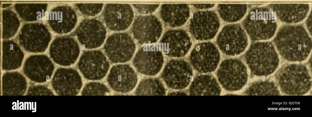 . The Bee-keepers' review. Bee culture. THE BEE-KEEPERS' REVIEW. 333 au ...