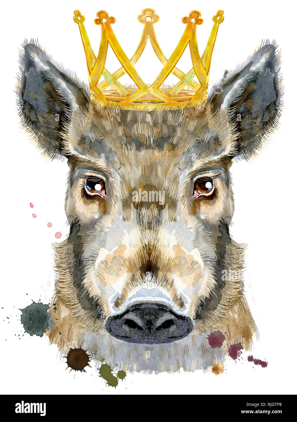 Watercolor portrait of wild boar with golden crown Stock Photo - Alamy
