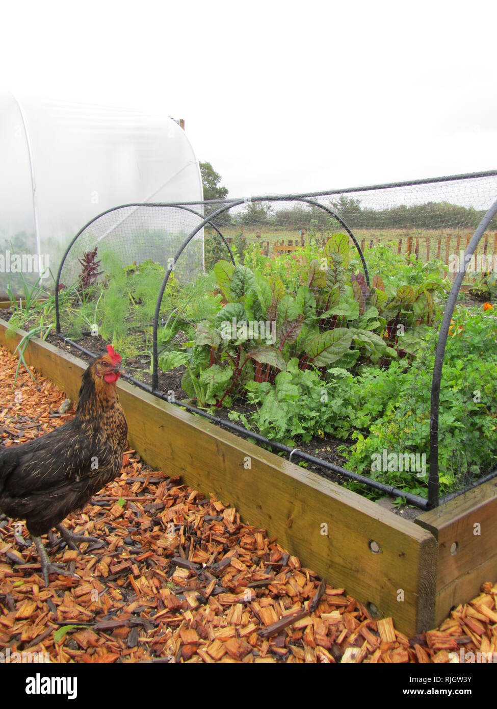 Chicken outside grow cage Stock Photo - Alamy