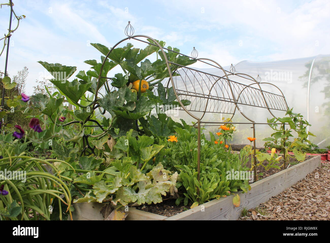 Long plant Frame Stock Photo - Alamy
