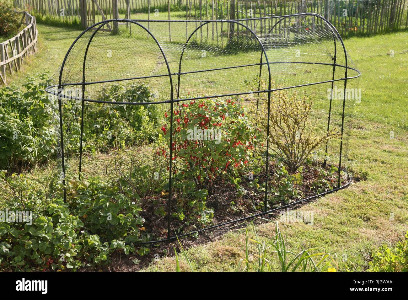 Long Fruit cage Stock Photo - Alamy