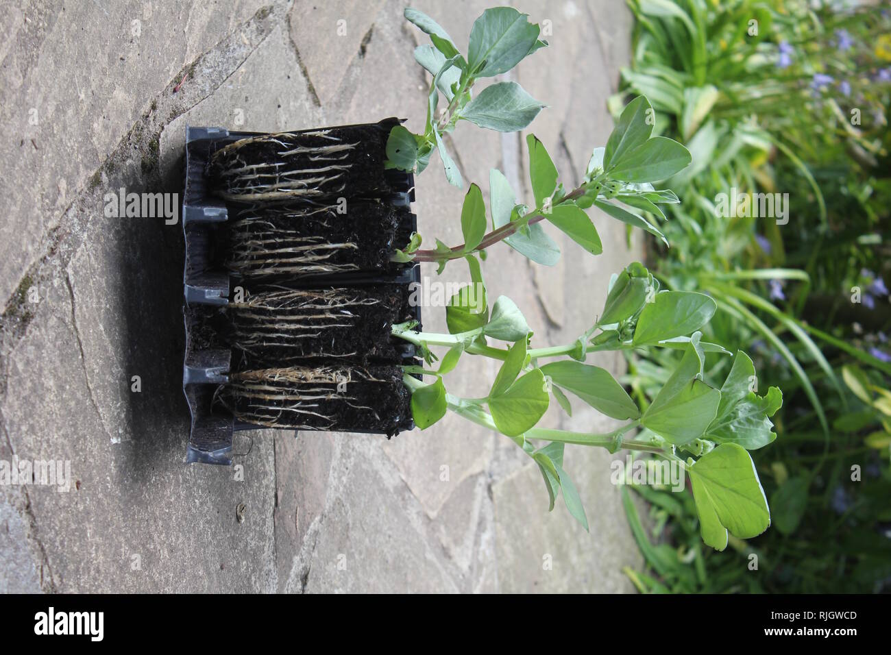 Rootrainer hi-res stock photography and images - Alamy