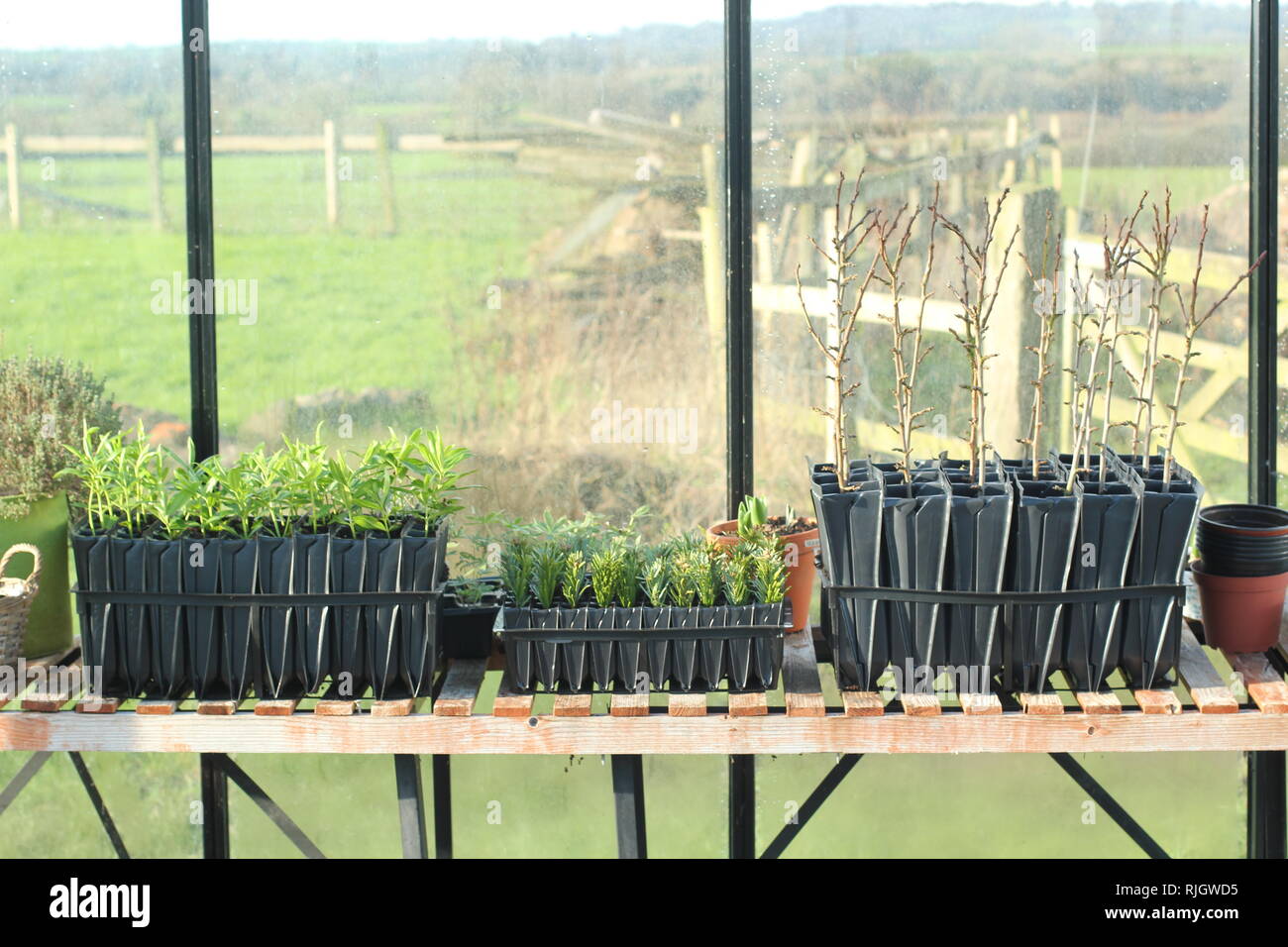 Rootrainers hi-res stock photography and images - Alamy