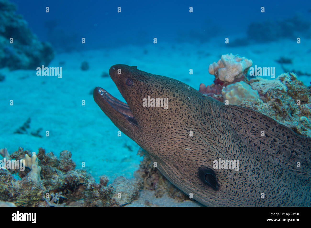 Rock eel hi-res stock photography and images - Alamy