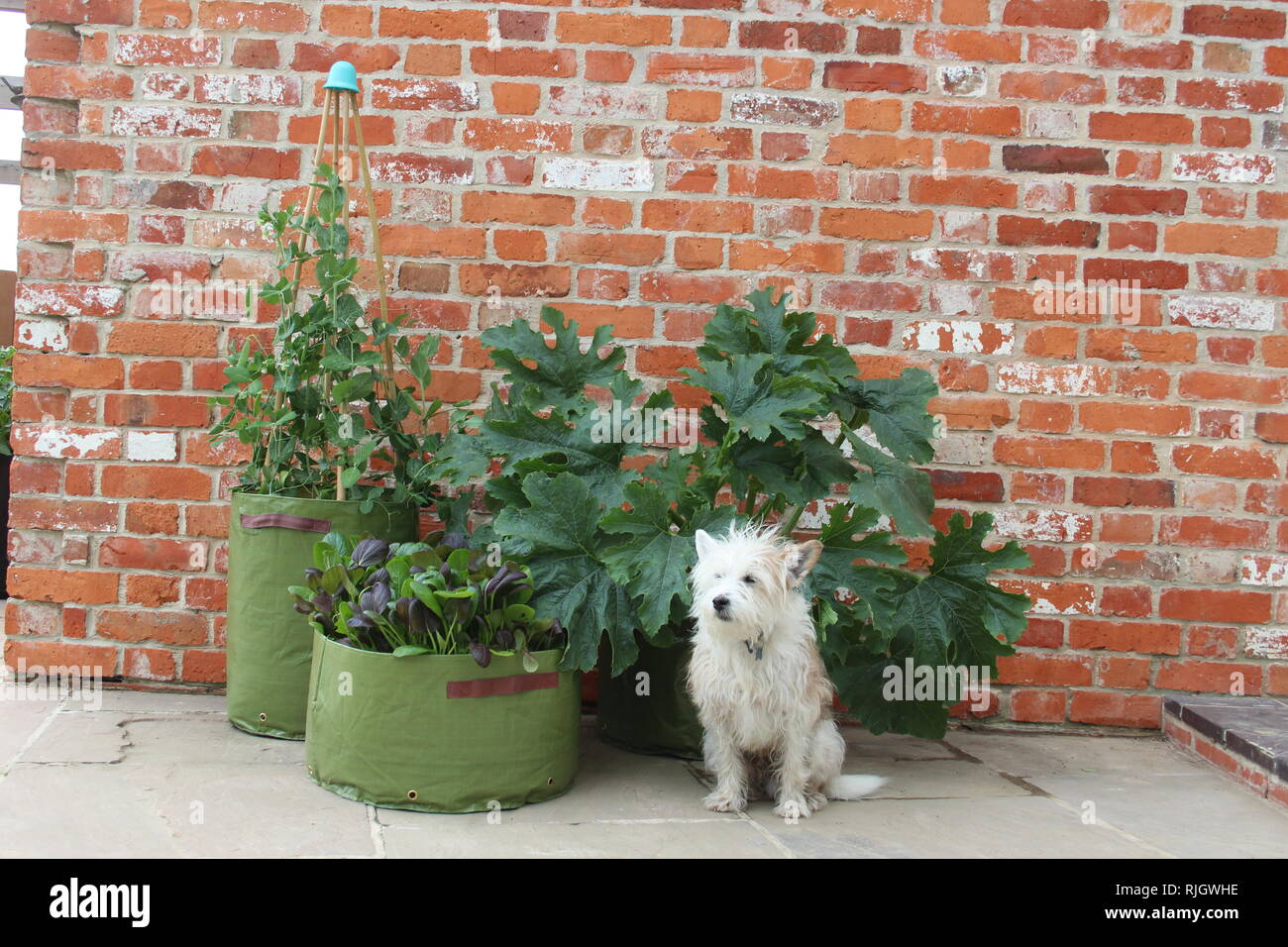 Jack Russell with patio planters Stock Photo - Alamy