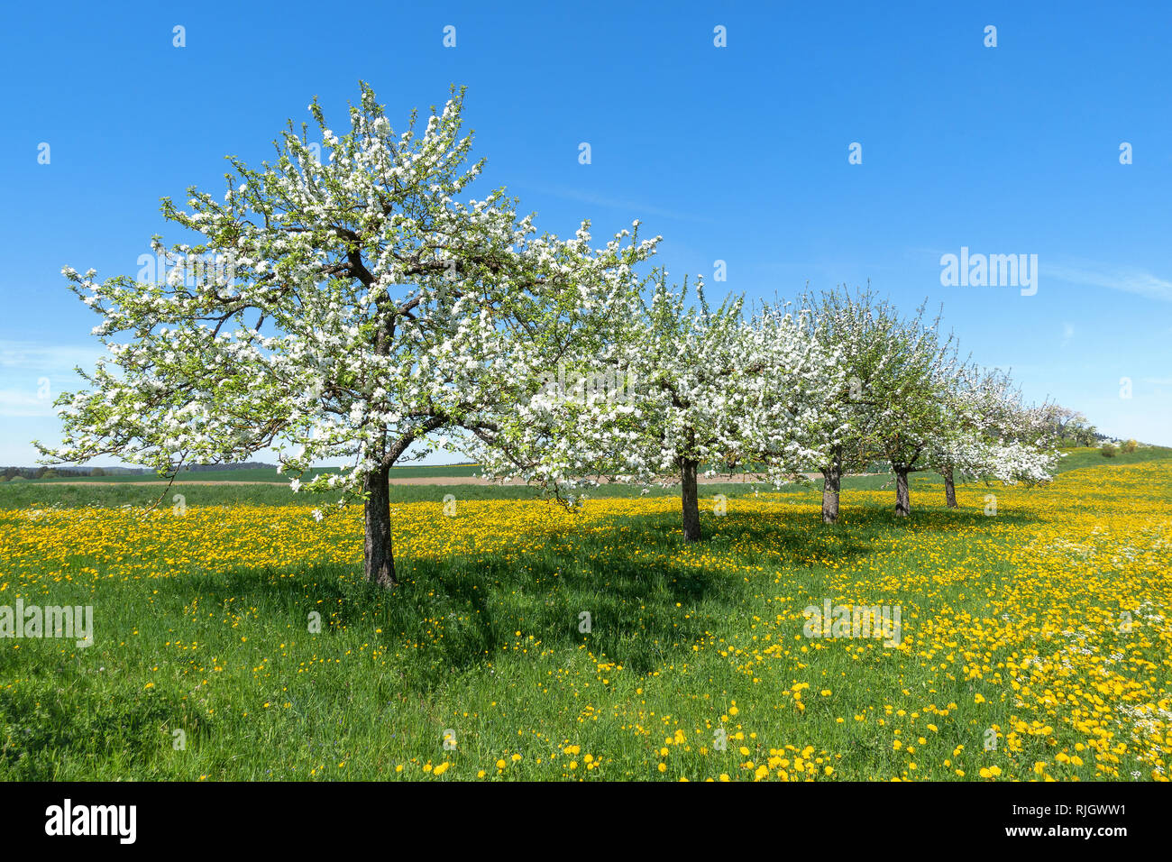 Row flower hi-res stock photography and images - Alamy