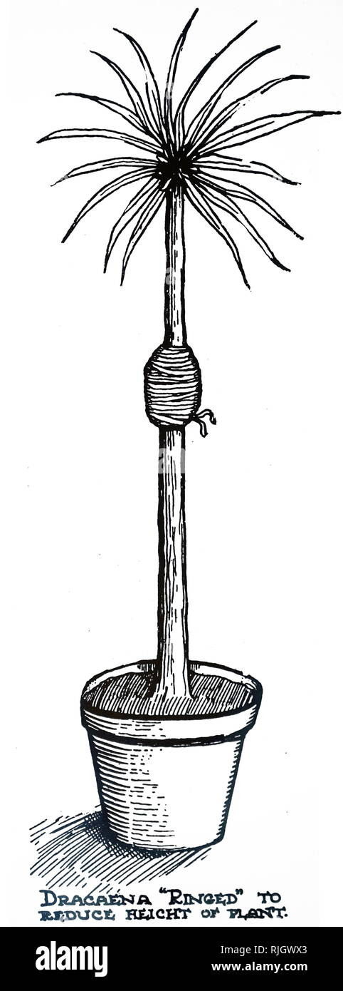 Girdling fruit tree hi-res stock photography and images - Alamy