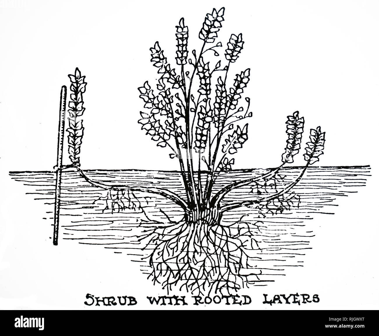 An engraving depicting the propagating of a shrub by the simple ...