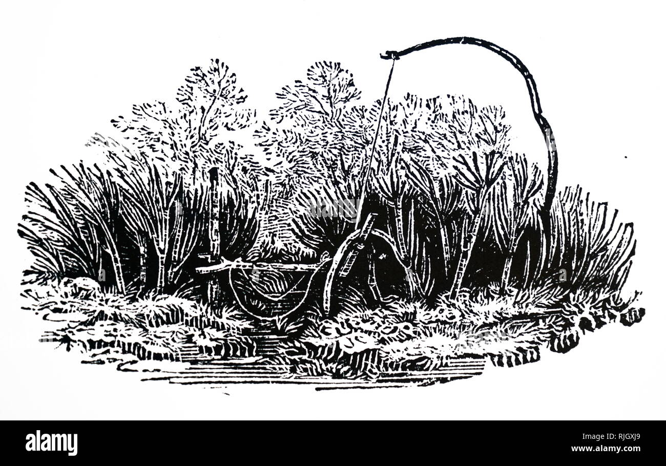 An engraving depicting a snare. Engraved by Thomas Bewick (1753-1828) a ...