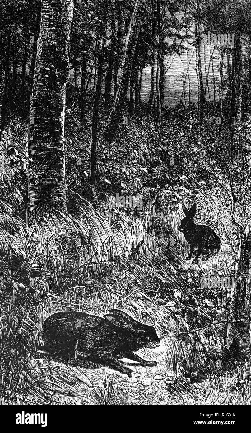 An engraving depicting a hare caught in a snare. Dated 19th century ...