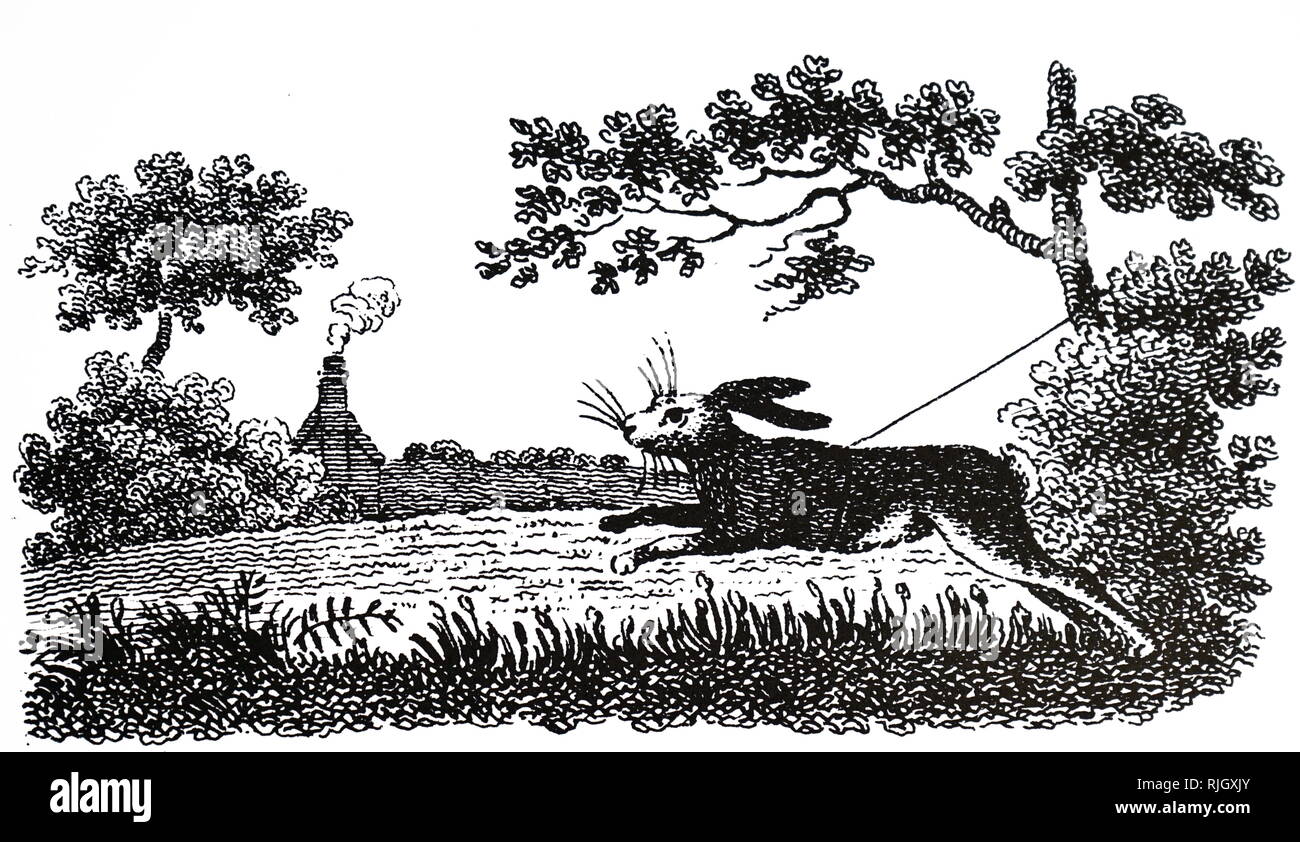 A woodcut engraving depicting a hare caught in a snare. Dated 19th ...