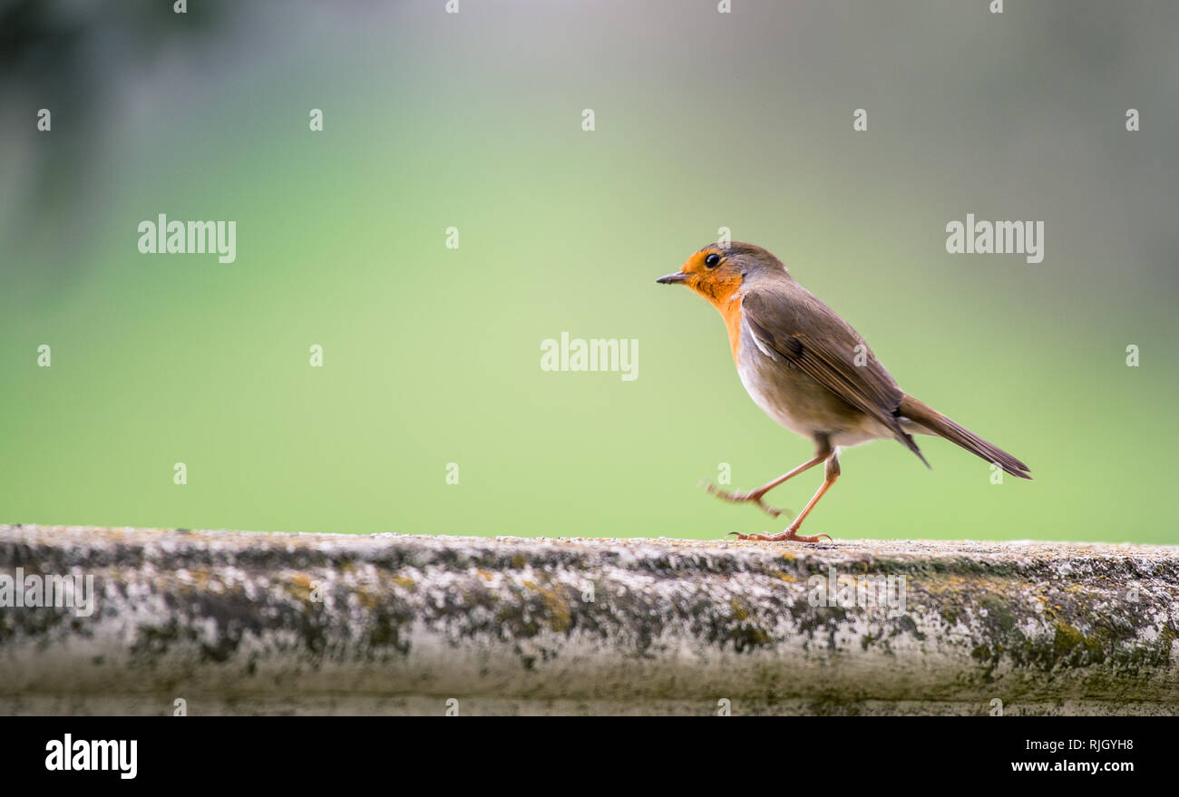 Redhead robin hi-res stock photography and images - Alamy
