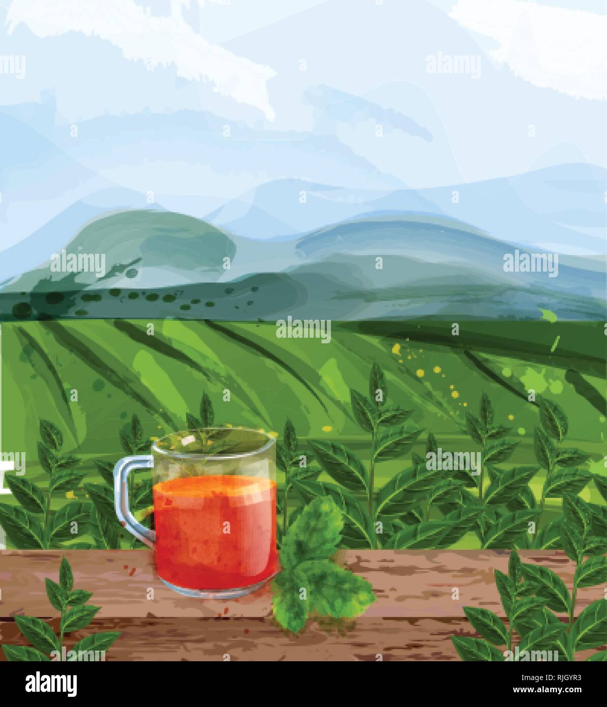 Tea landscape Vector watercolor. Green fields background. Aromatic tea ...