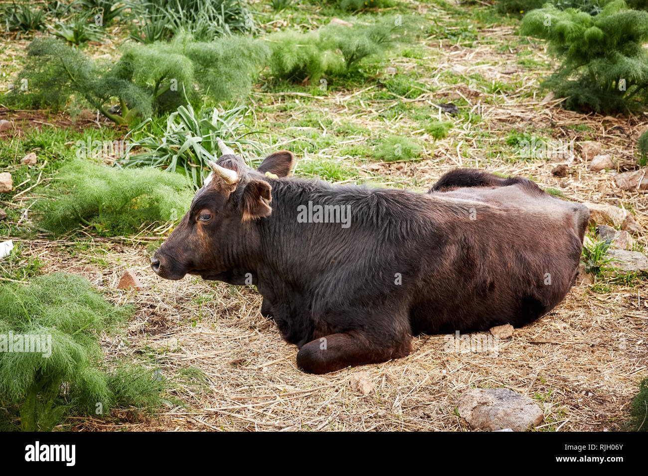 Breed dexter cattle hi-res stock photography and images - Alamy