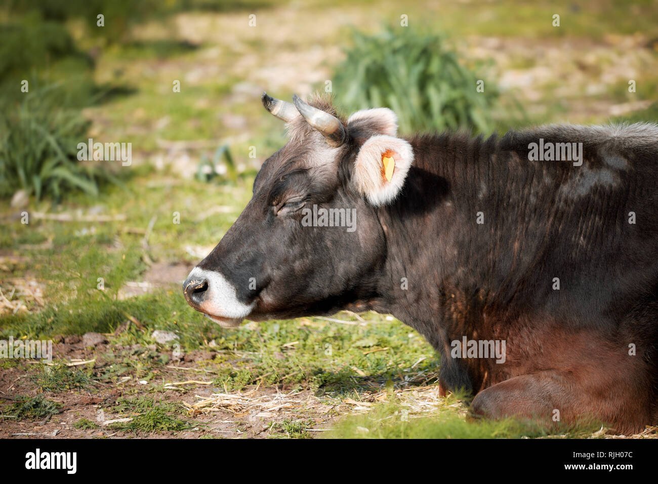 Close up head portrait of a black brown dexter cow cattle lying down in ...