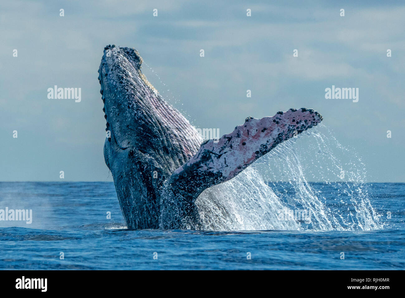 humpback whale breaching on pacific ocean background Stock Photo - Alamy