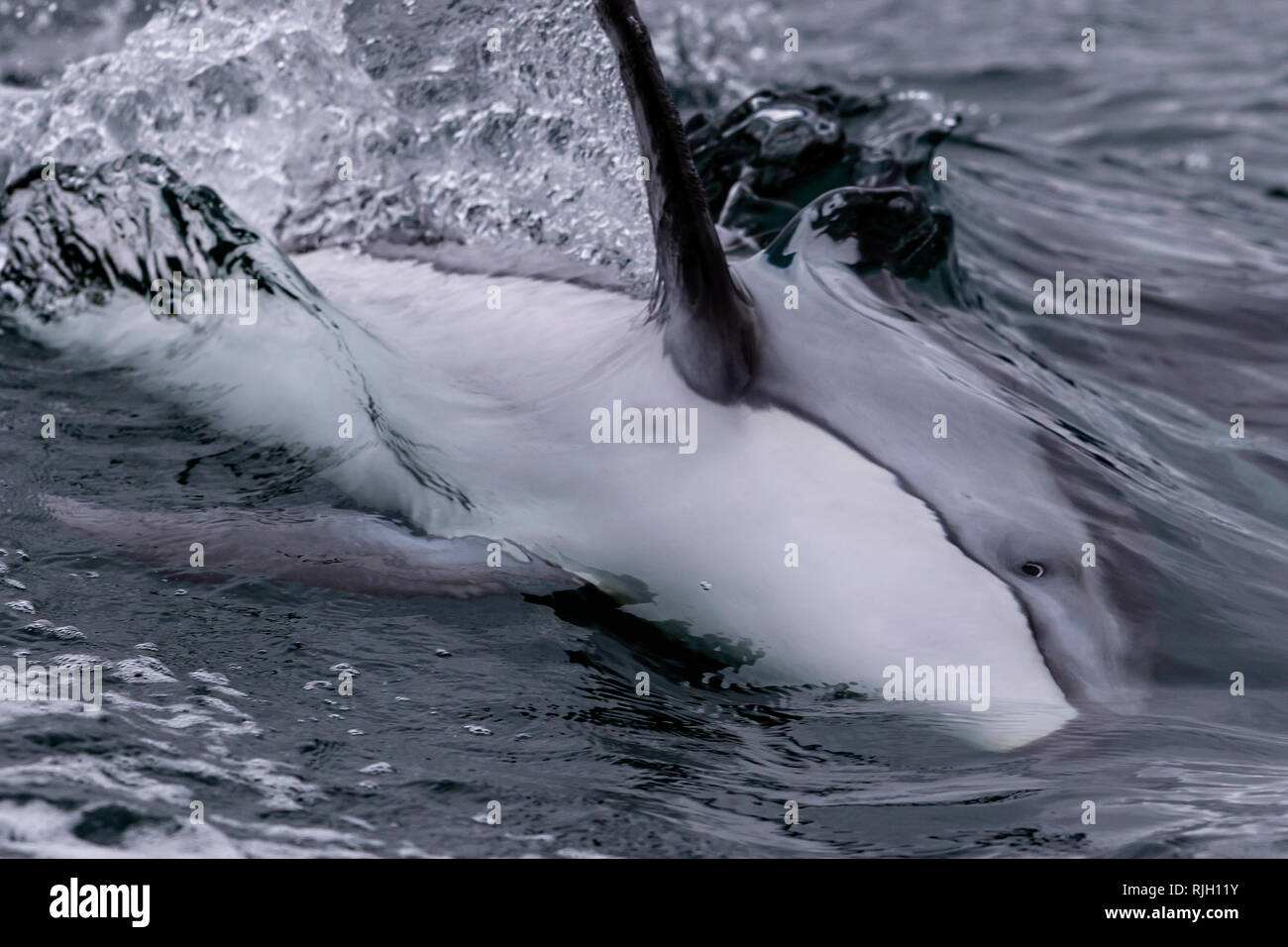 Pacific white sided dolphin turning over to have a closer look at us ...