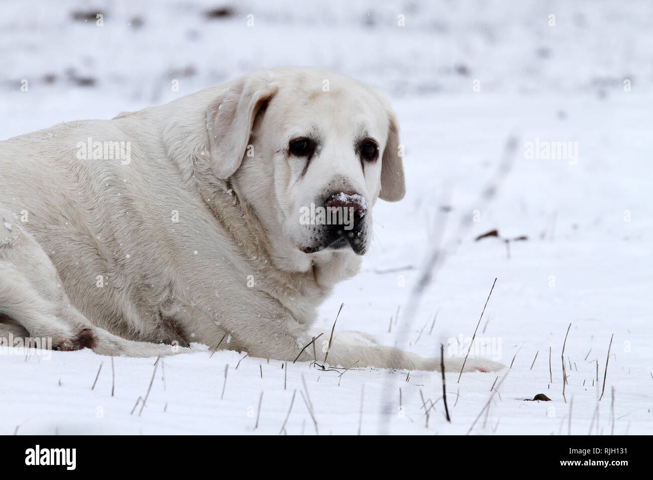 yellow labrador in winter in snow portrait close up Stock Photo - Alamy