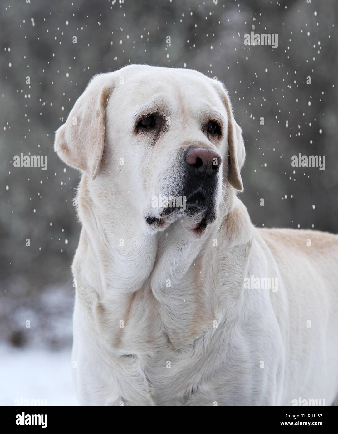 Labrador in winter hi-res stock photography and images - Alamy