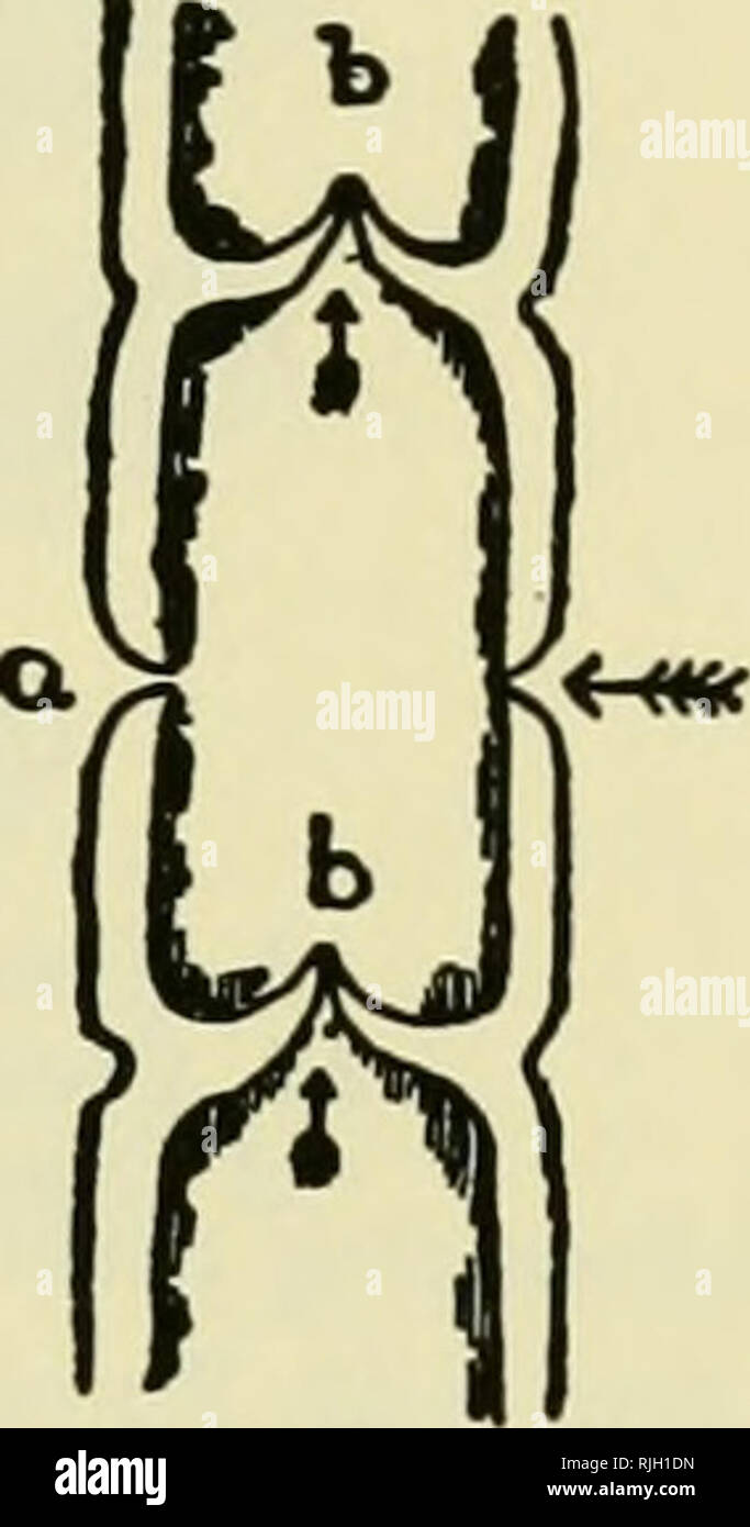 Apiary diagram hi-res stock photography and images - Alamy
