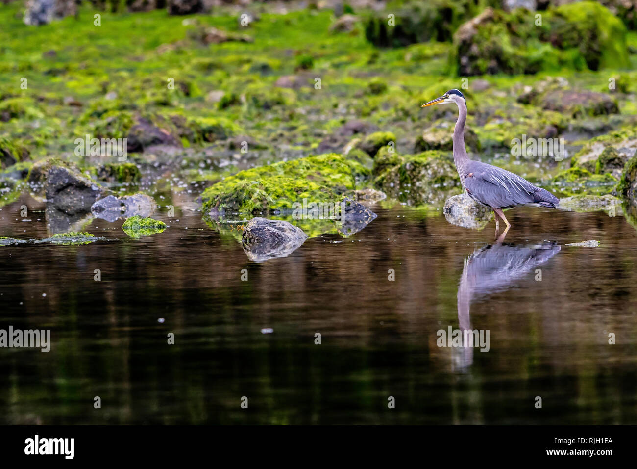 First nations fishing canada hi-res stock photography and images - Alamy