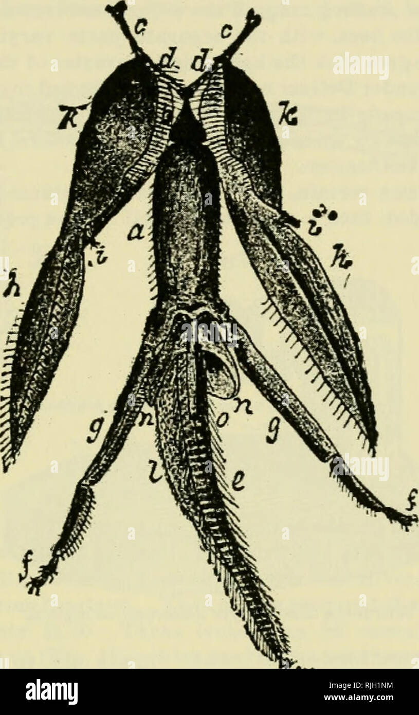 Maxillary galea hi-res stock photography and images - Alamy