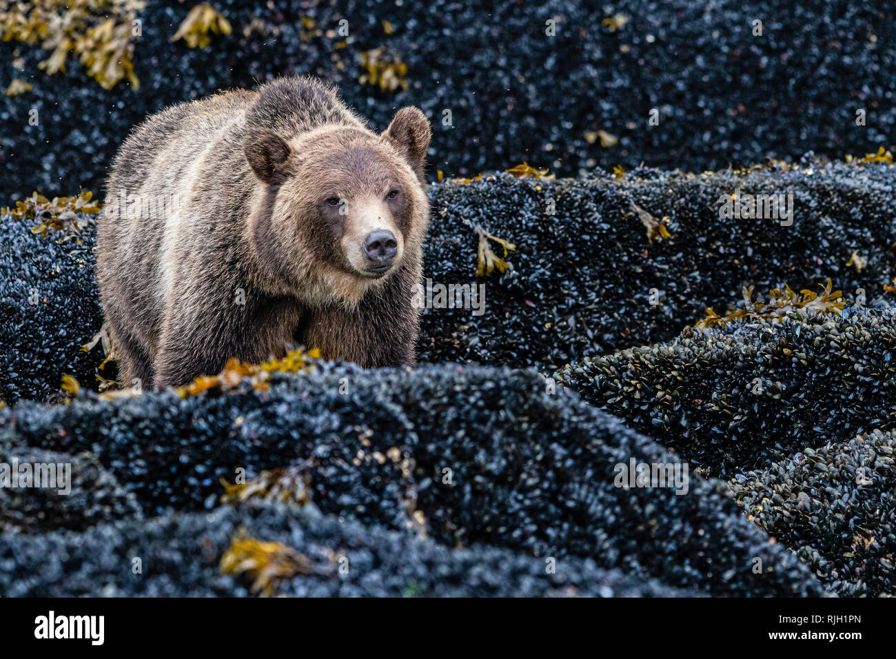 Grizzly bear walking and feeding in blue mussel beds along the Great ...