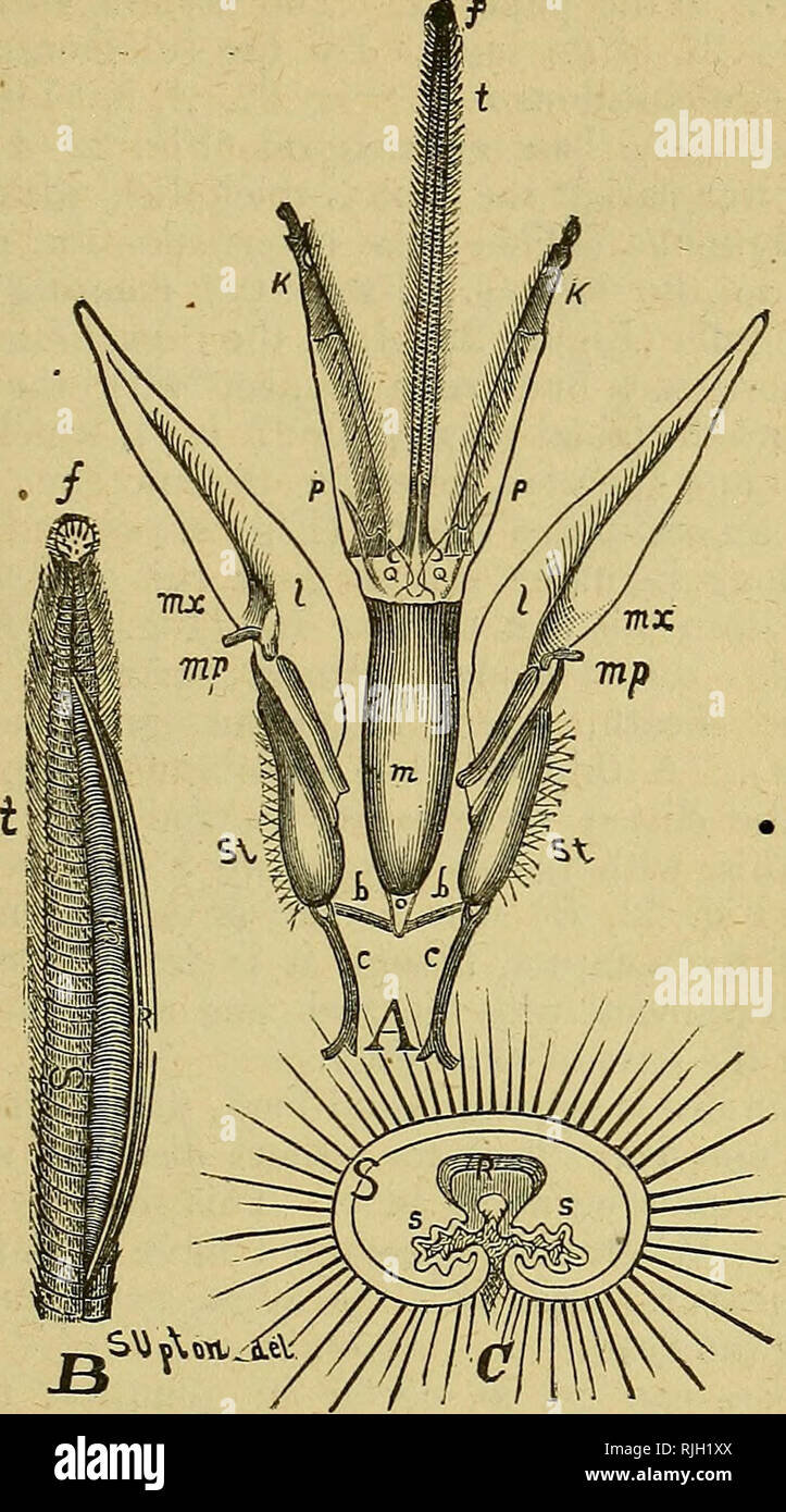 . The bee-keepers' guide; or, Manual of the apiary. Bees. Tongue of a ...