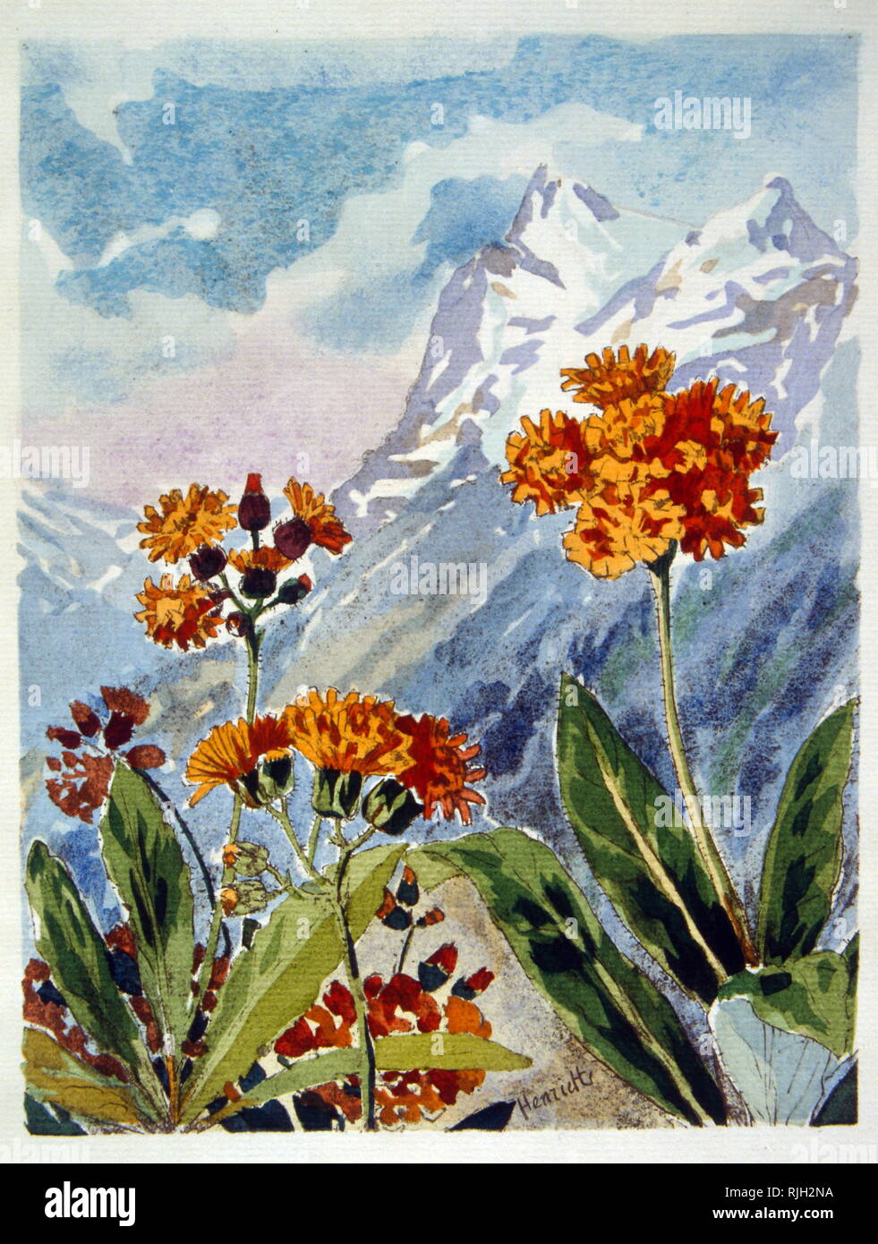 illustration of a yellow orange, Alpine flower, 1928 Stock Photo - Alamy