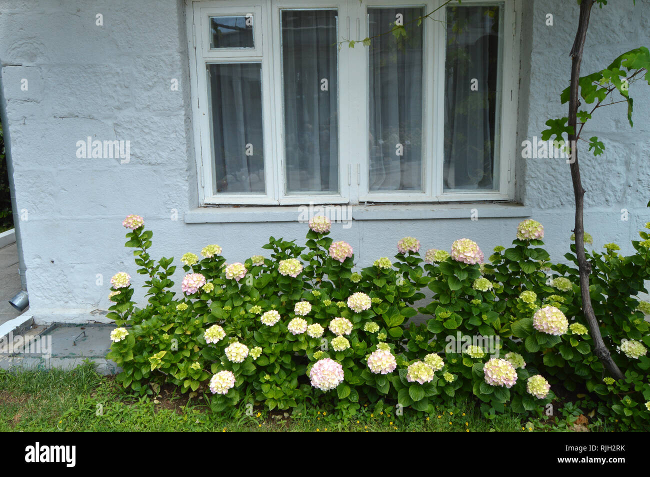 The hydrangea Bush is blooming under the window of the white village ...