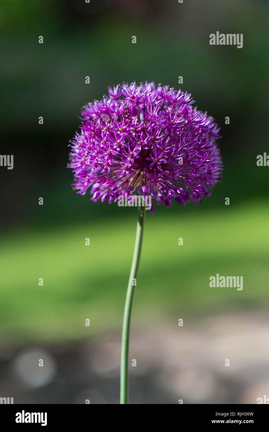 Single Allium in garden Stock Photo - Alamy