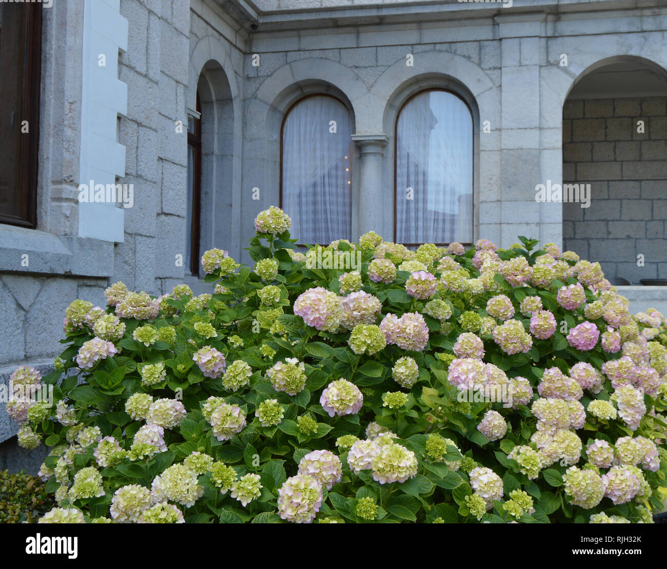 White hydrangea Bush blooms under the arched Windows of an old stone ...