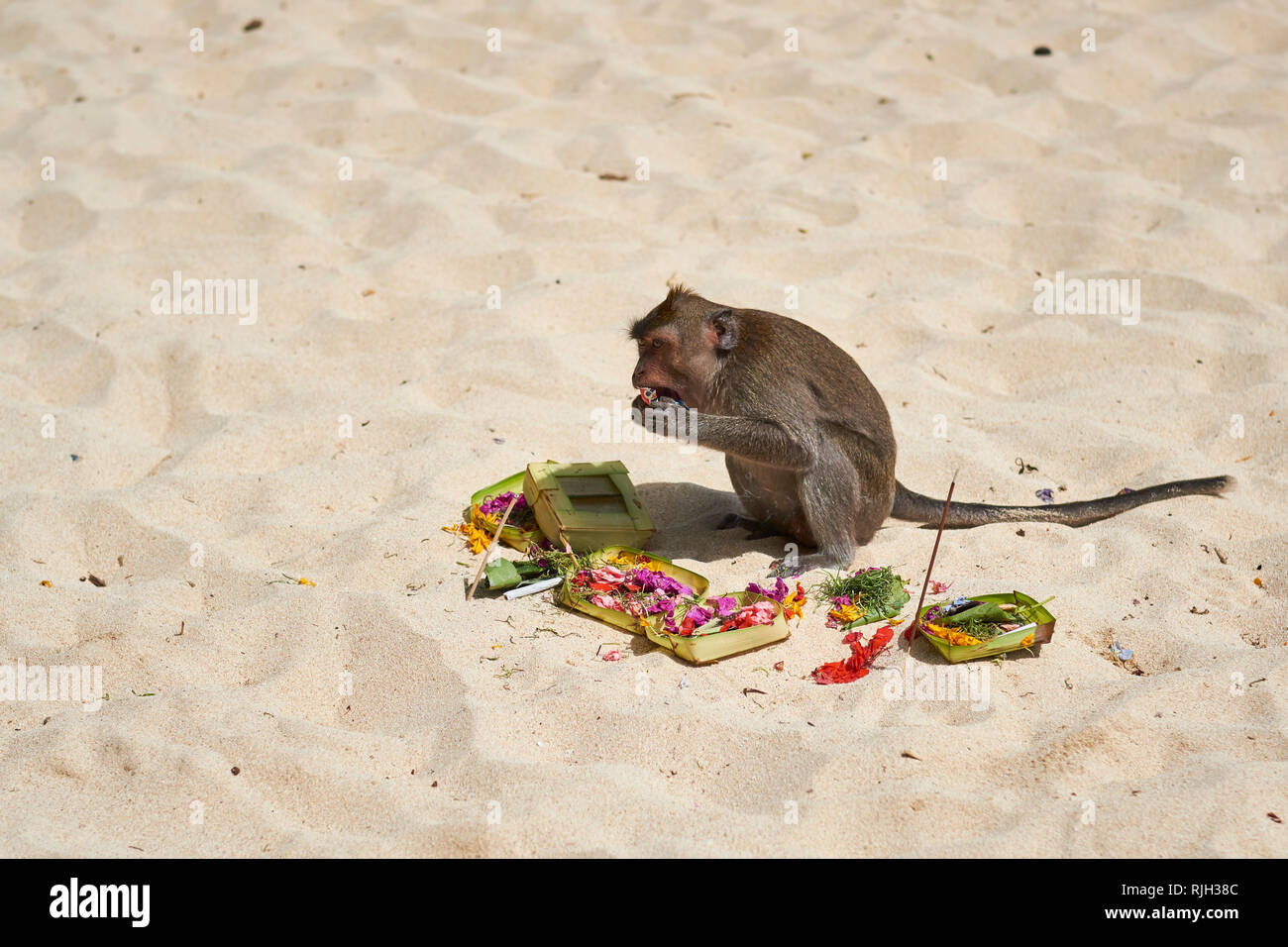 Macaque on beach hi-res stock photography and images - Alamy