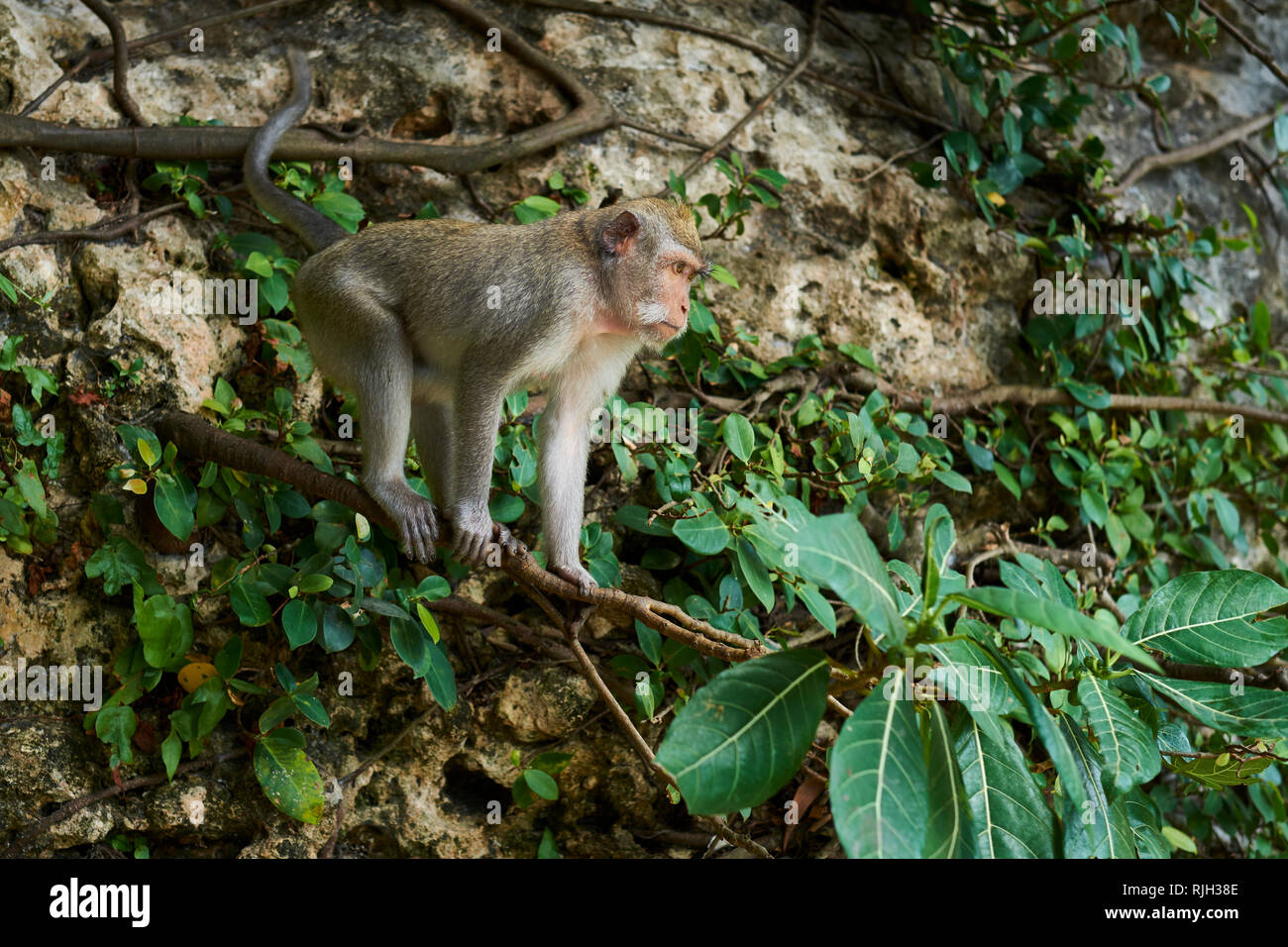 Bali monkey beach hi-res stock photography and images - Alamy