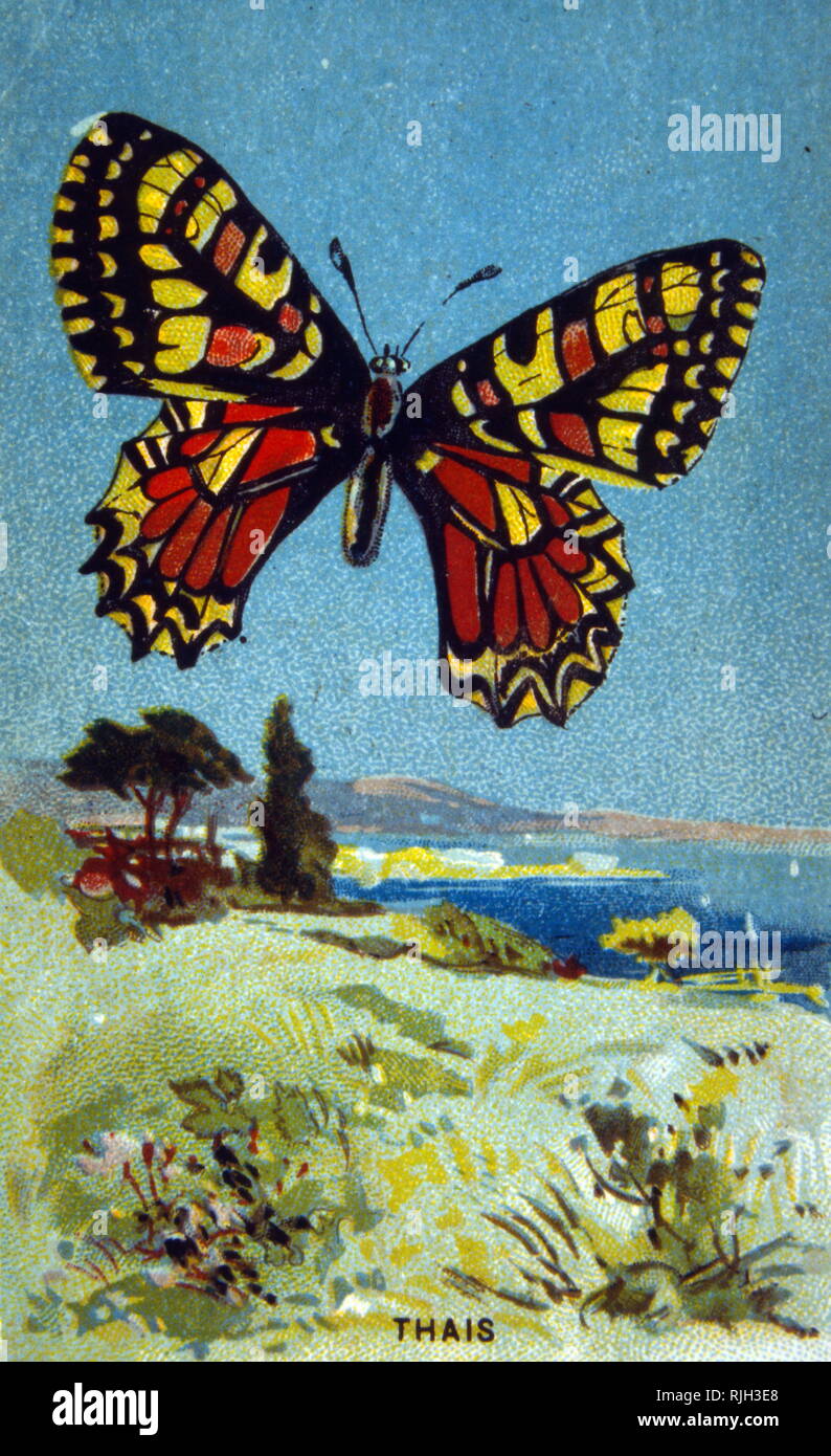 butterfly by Arkady Alexandrovich Plastov (1893 - 1972); Russian ...