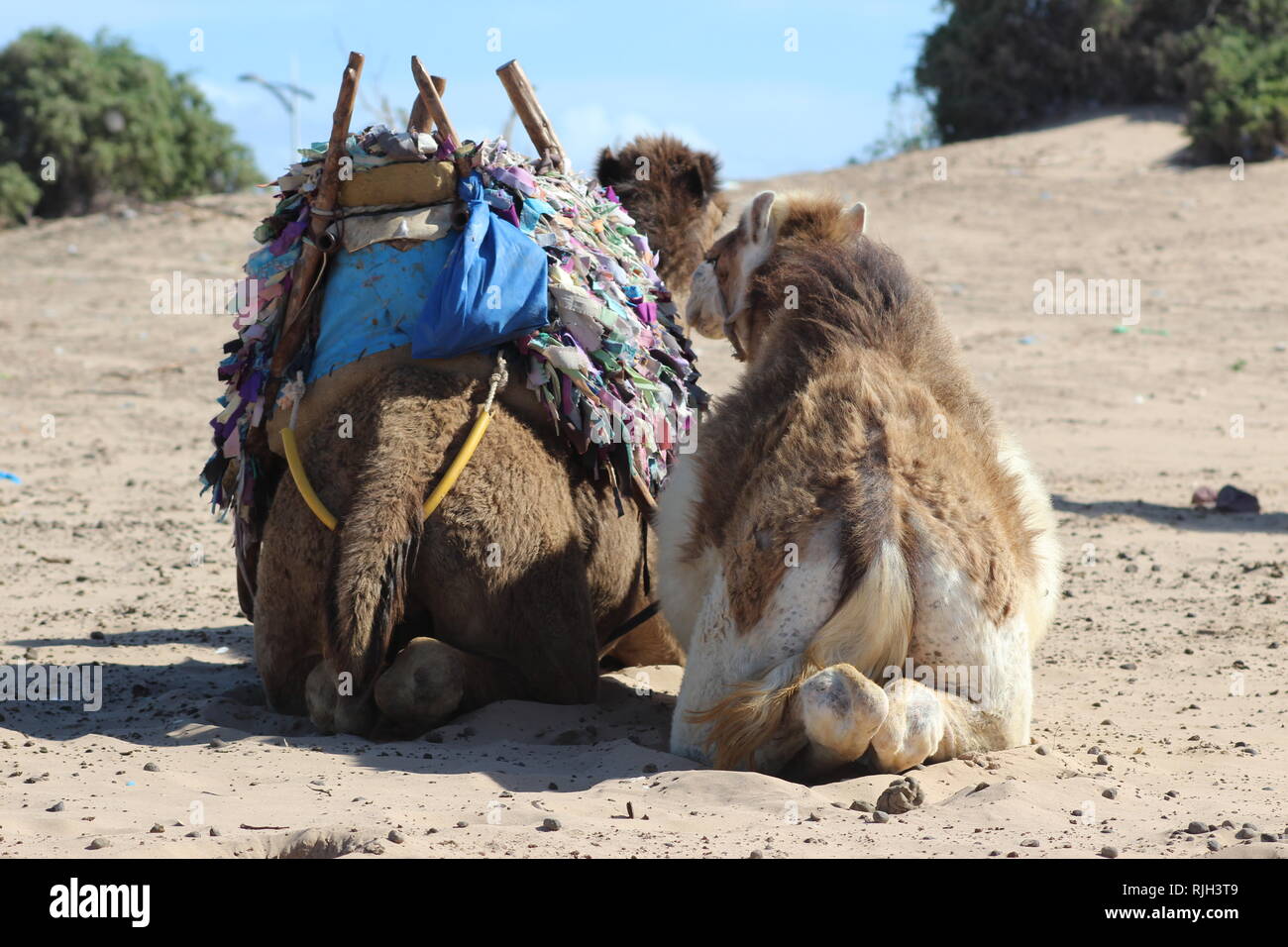 Camel tails hi-res stock photography and images - Alamy