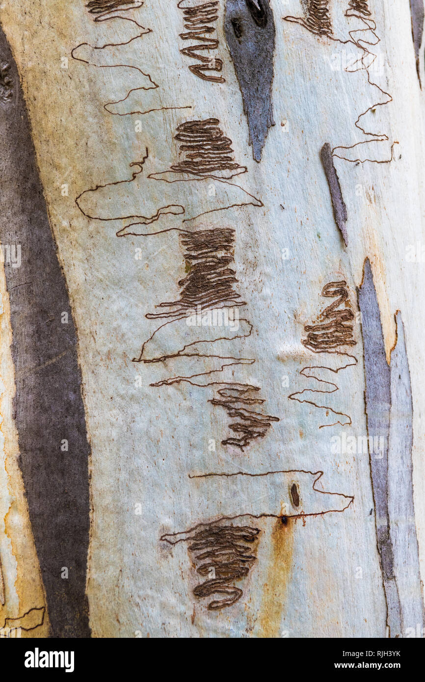 Eucalyptus tree bark texture hi-res stock photography and images - Alamy