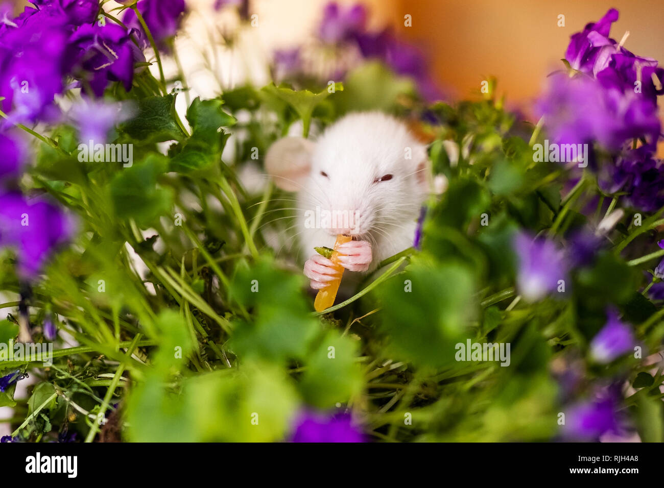 Cute little white rat with big ears siting in the bush of purple ...