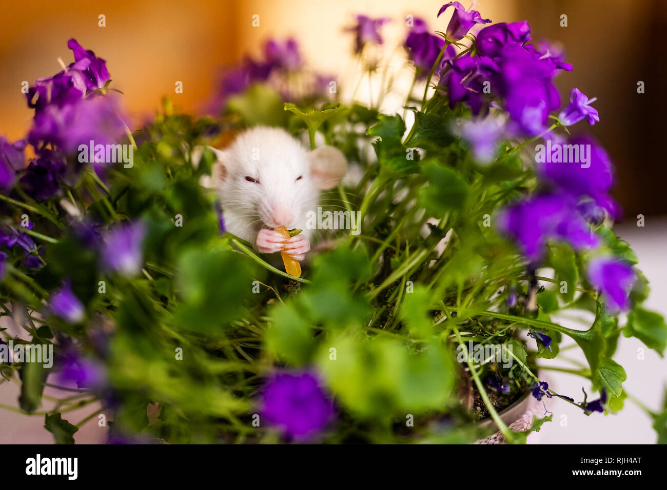 Cute little white rat with big ears siting in the bush of purple ...