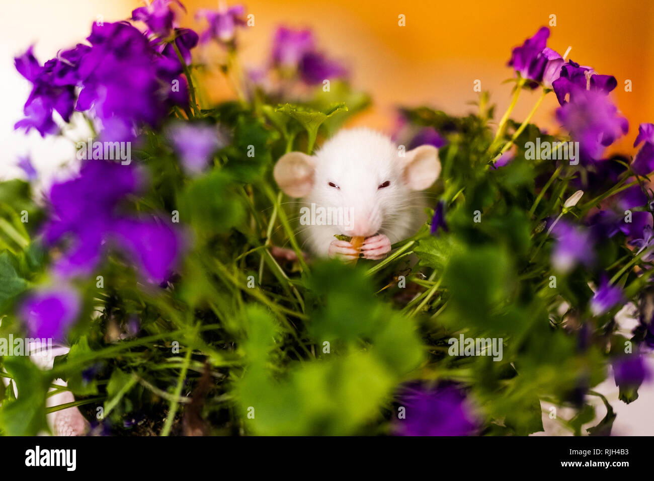 Cute little white rat with big ears siting in the bush of purple ...